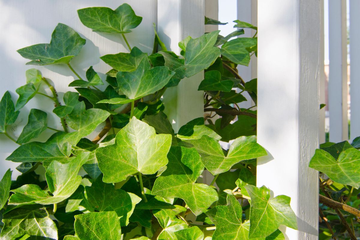How To Make Ivy Grow Faster | Houseplant Alley