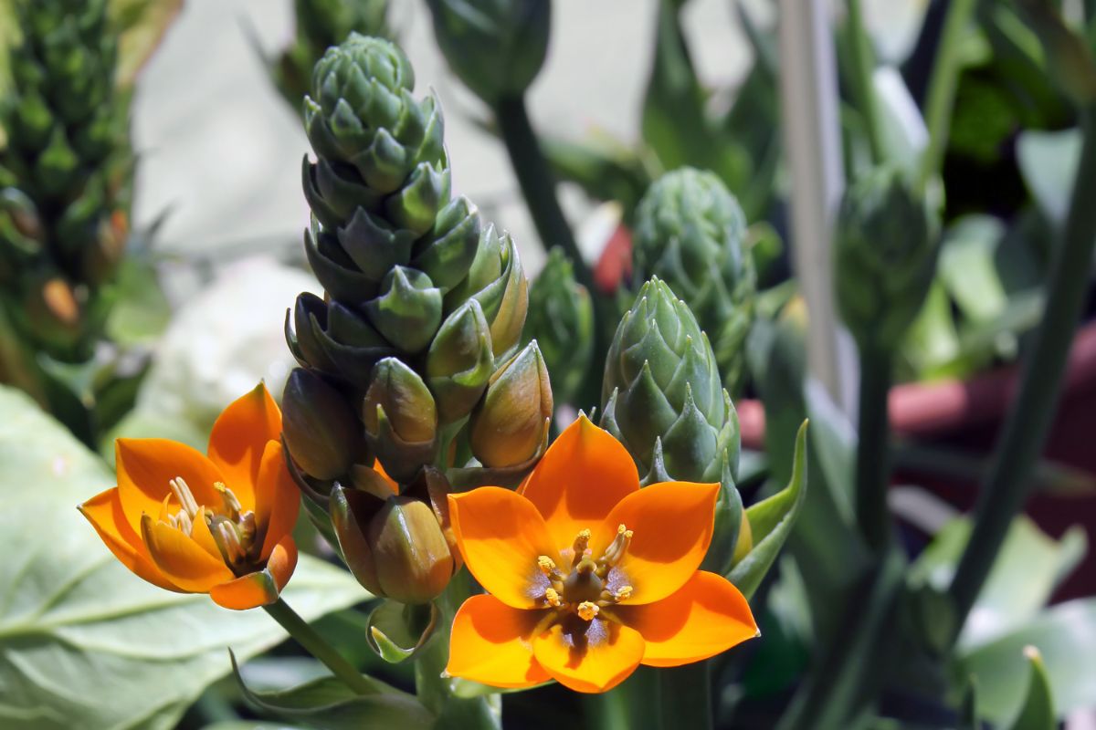 Beginner's Guide: Ornithogalum Dubium Care Indoor | Houseplant Alley