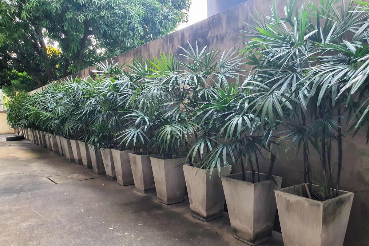 25 Best Tall Plants For Balcony Privacy | Houseplant Alley