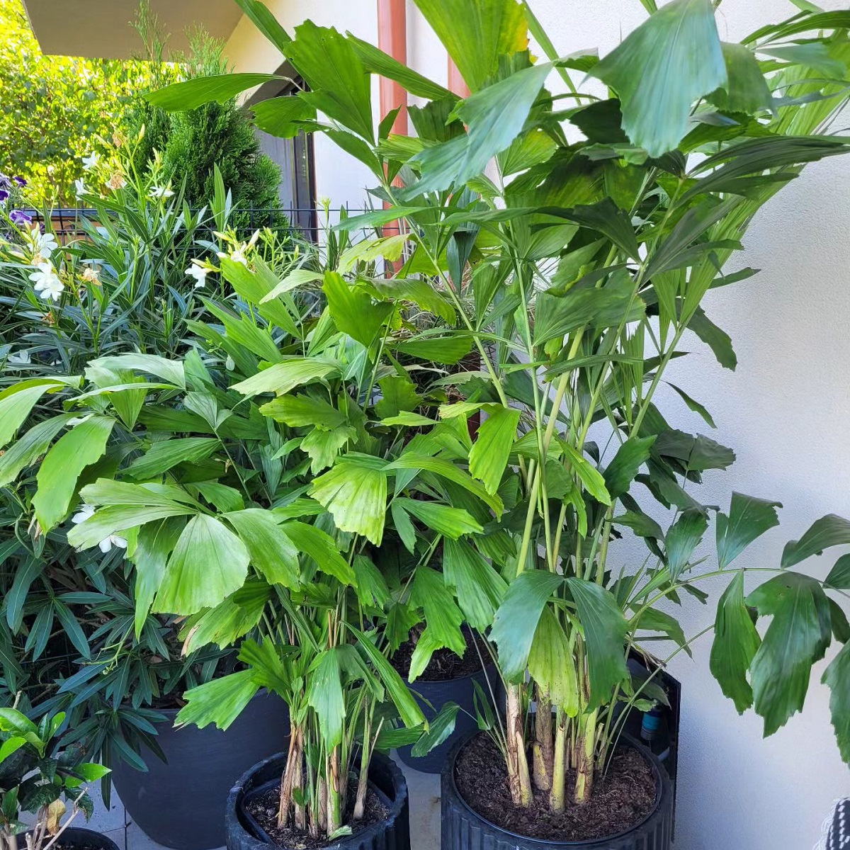 25 Best Tall Plants For Balcony Privacy | Houseplant Alley