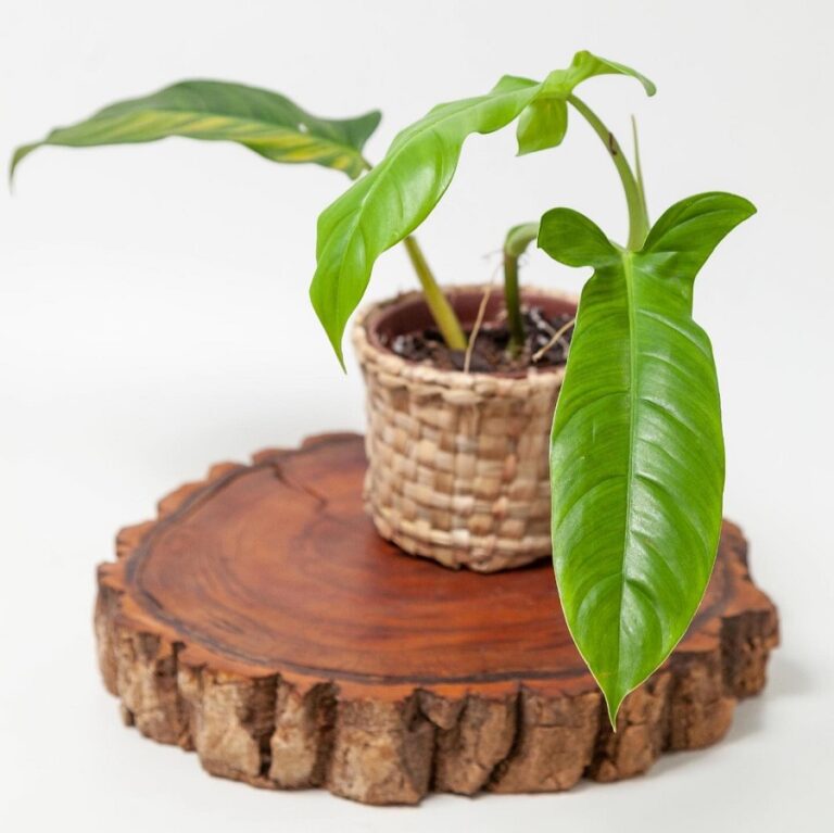 200 Types Of Philodendron Plants (With Pictures) | Houseplant Alley