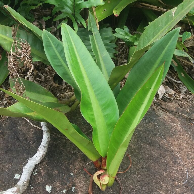 200 Types Of Philodendron Plants (With Pictures) | Houseplant Alley