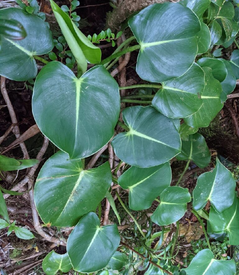 200 Types Of Philodendron Plants (With Pictures) | Houseplant Alley