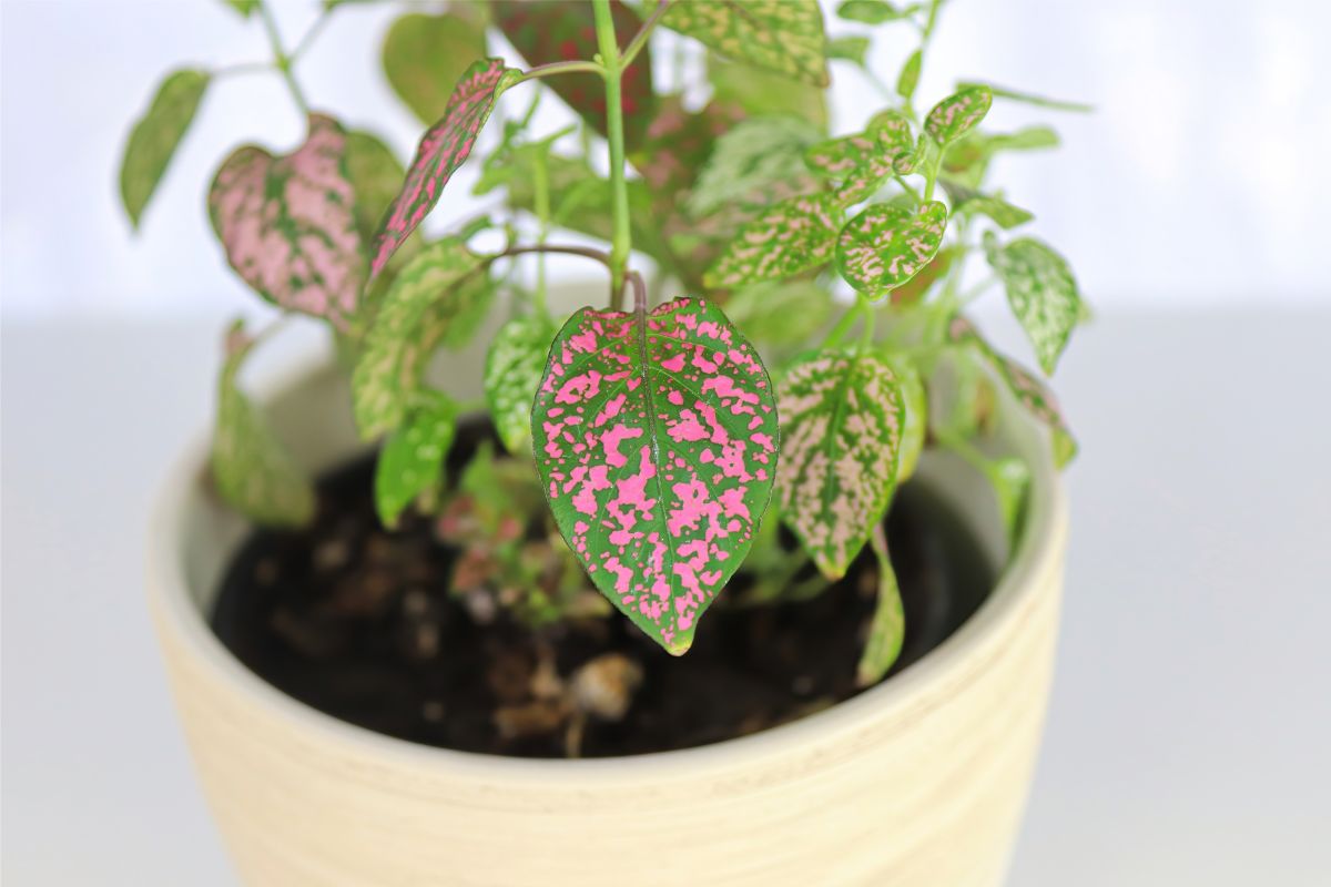 Are Polka Dot Plants Toxic To Dogs? | Houseplant Alley