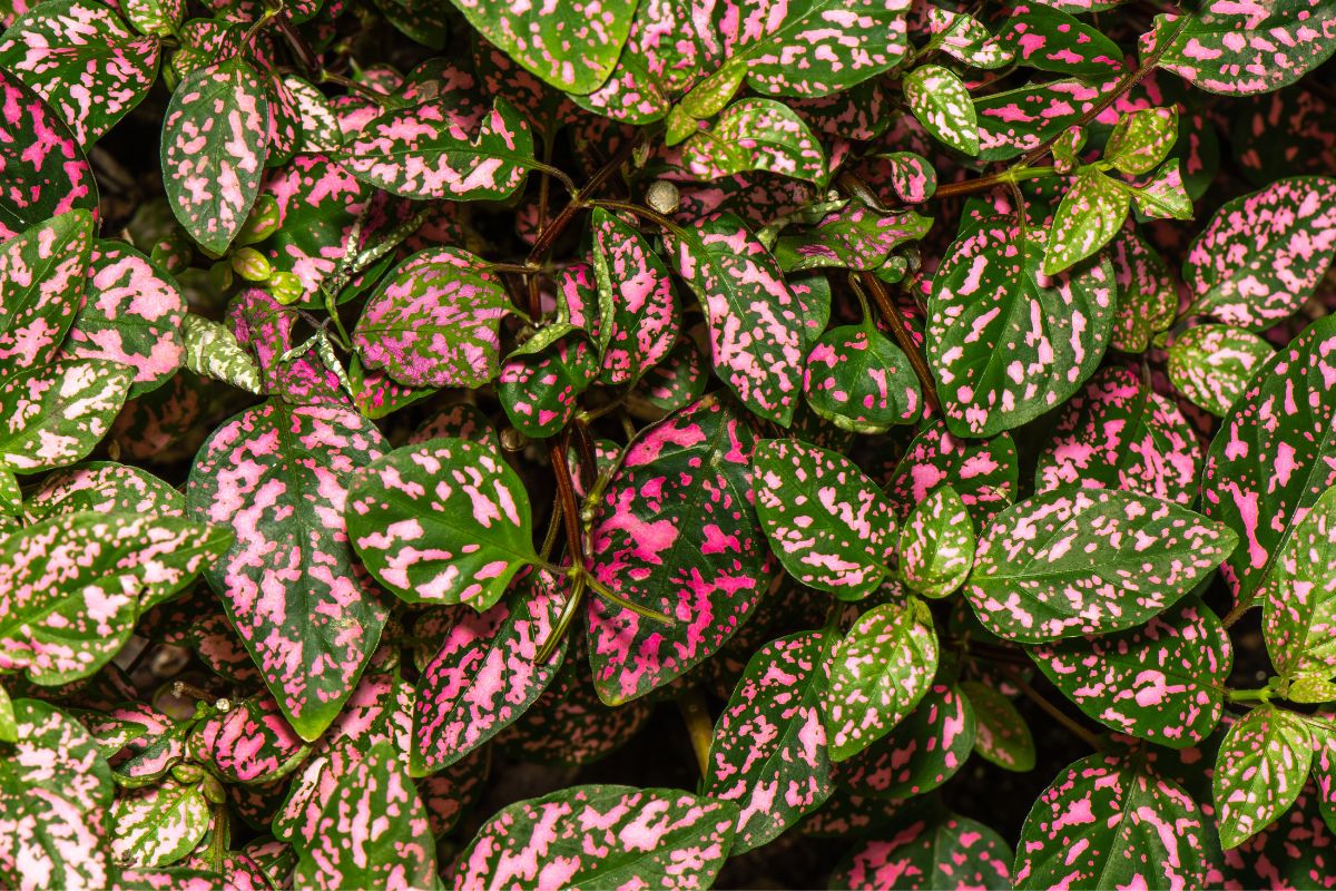 Are Polka Dot Plants Toxic To Cats? | Houseplant Alley