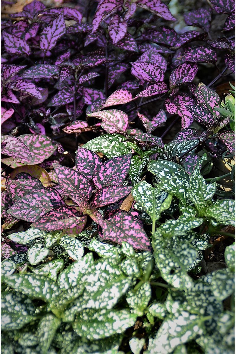 Are Polka Dot Plants Toxic To Cats? | Houseplant Alley