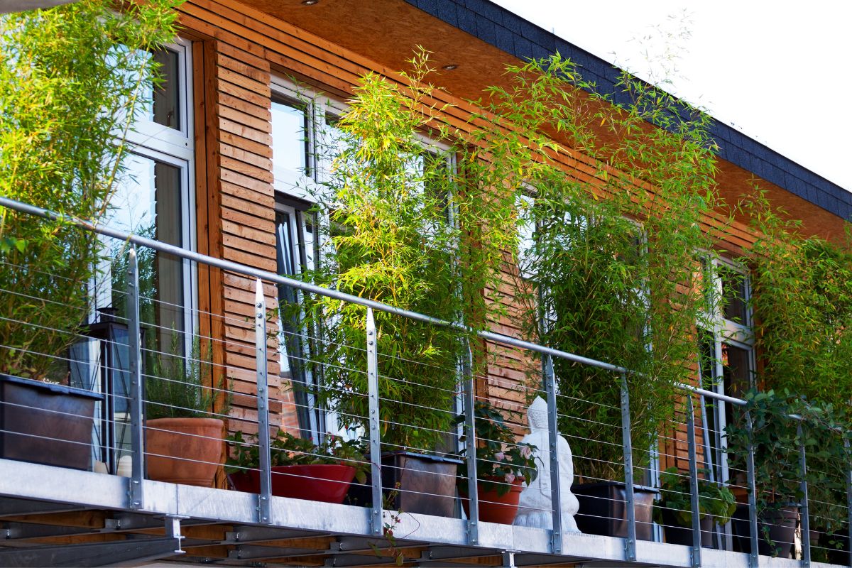 25 Best Tall Plants For Balcony Privacy | Houseplant Alley