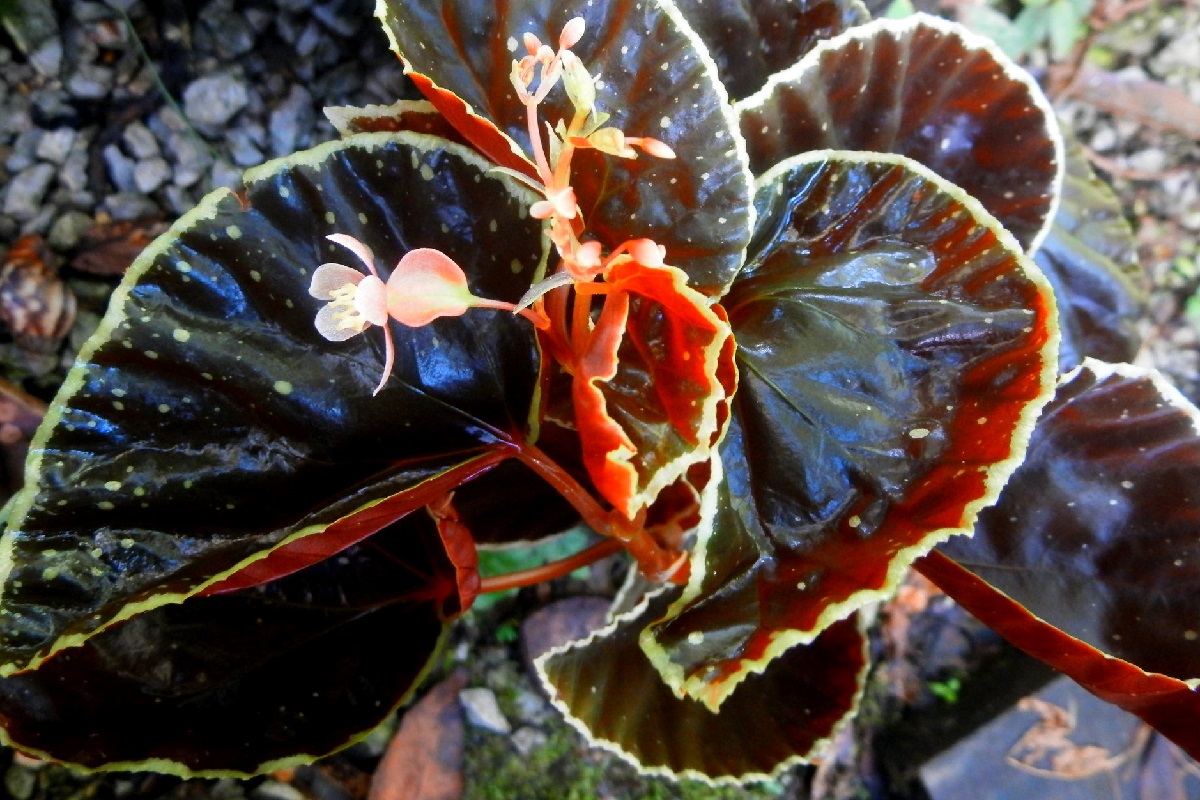 Begonia Darthvaderiana Care and Propagation Guide | Houseplant Alley