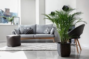 The Ultimate Guide to Low to Zero Light Plants for Your Home ...