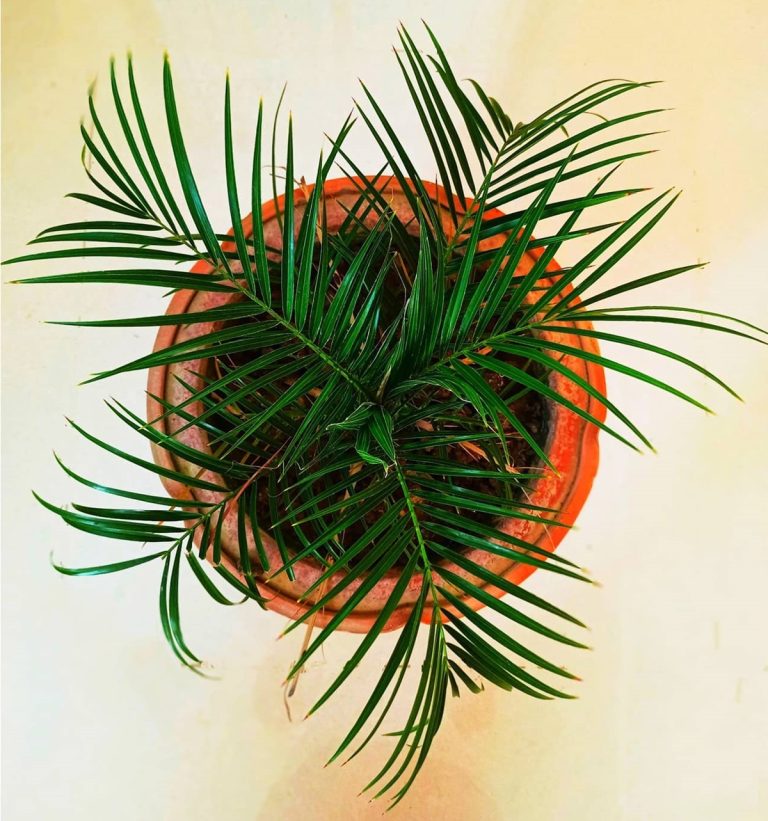 Are Palm Plants Toxic To Cats? (21 Types Of Palm) | Houseplant Alley