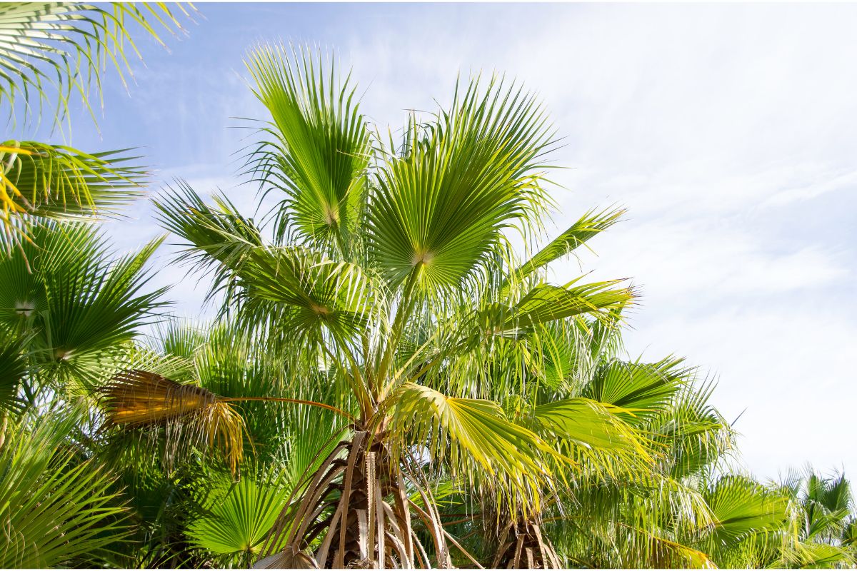 How Long Does It Take For Palm Trees To Grow? | Houseplant Alley