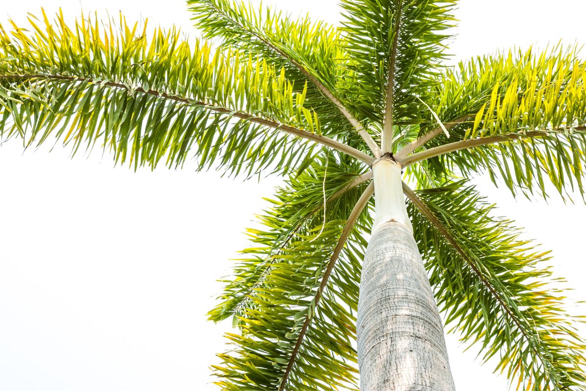 How Long Does It Take For Palm Trees To Grow? | Houseplant Alley