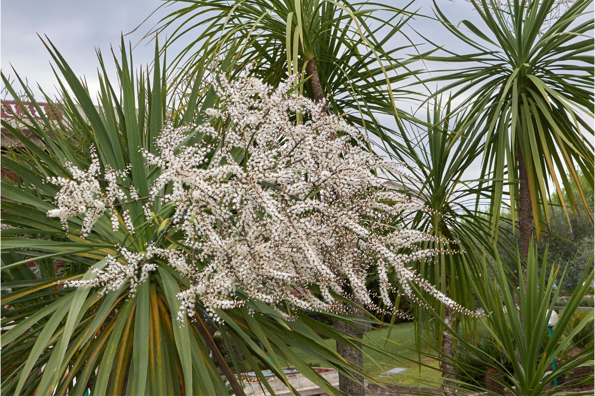 Are Palm Plants Toxic To Cats? (21 Types Of Palm) | Houseplant Alley