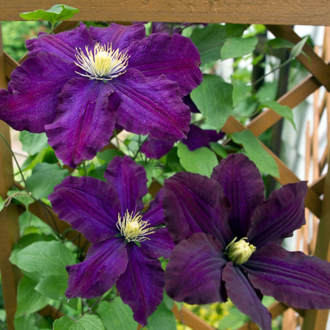 How To Train an Indoor Plant to Climb a Trellis | Houseplant Alley