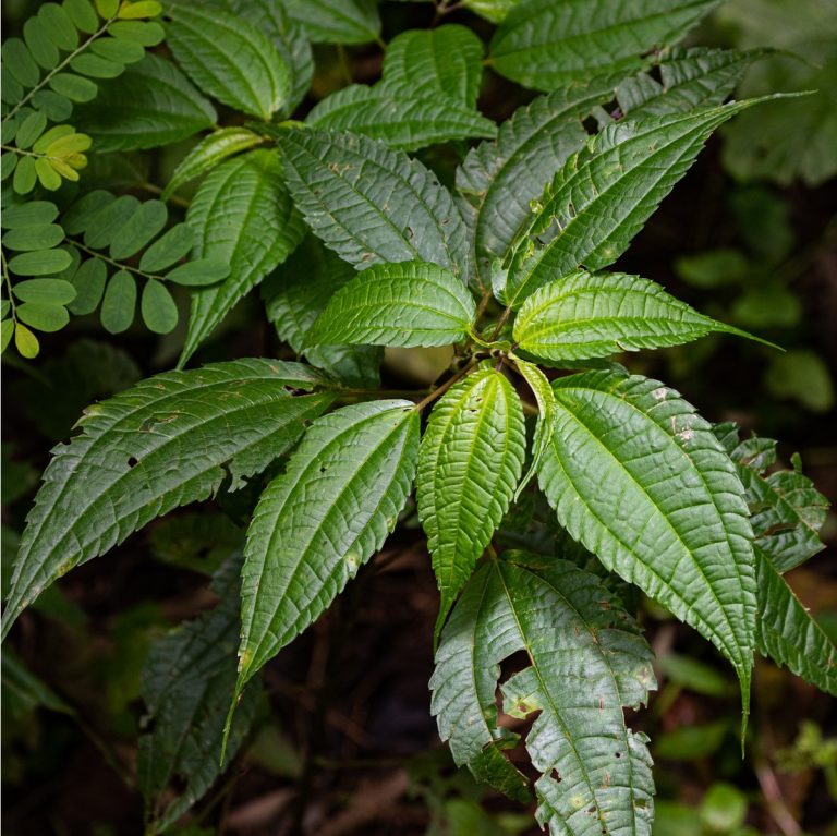 40+ Types Of Pilea Plants (With Pictures) | Houseplant Alley