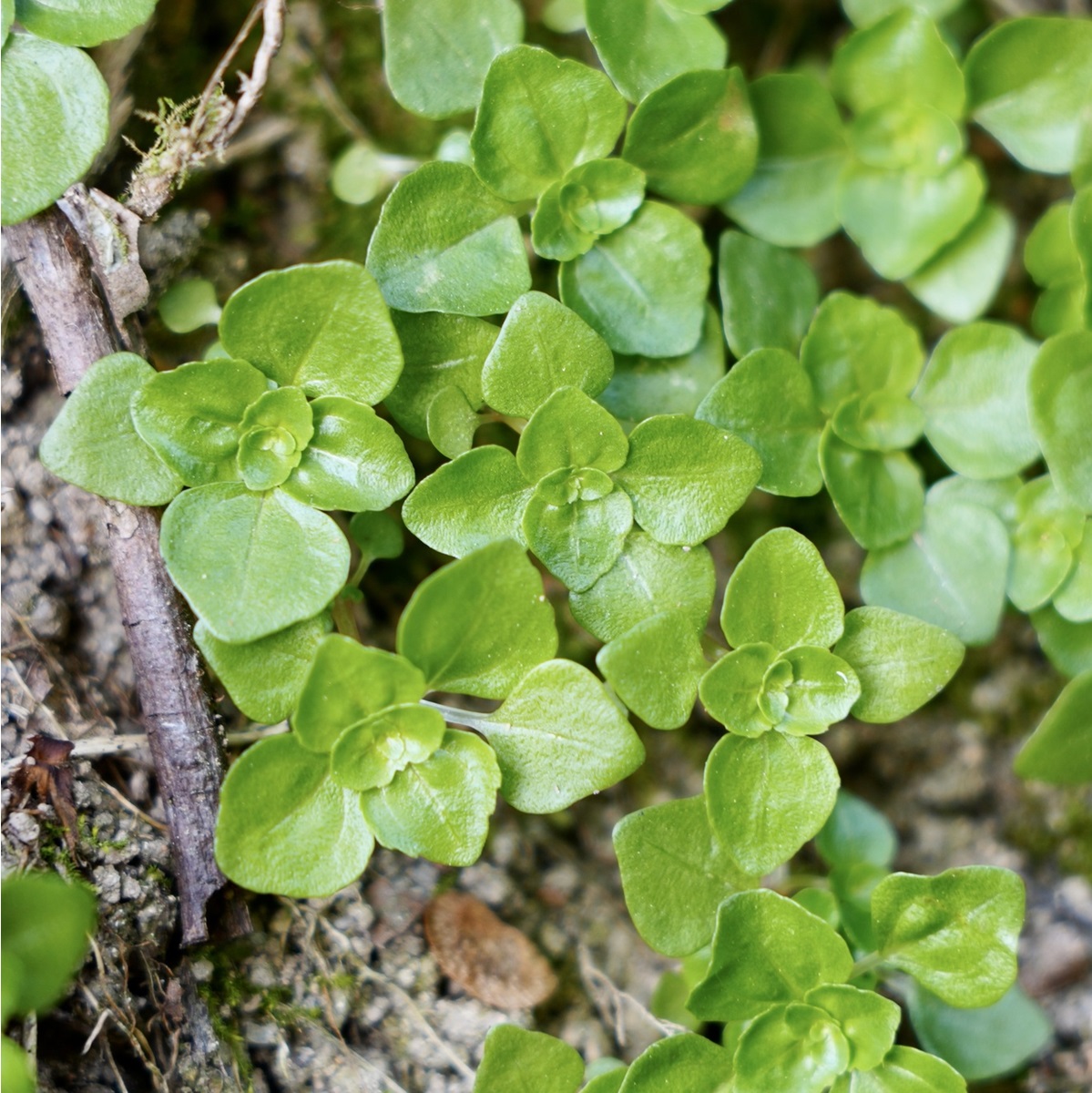 40+ Types Of Pilea Plants (With Pictures) | Houseplant Alley