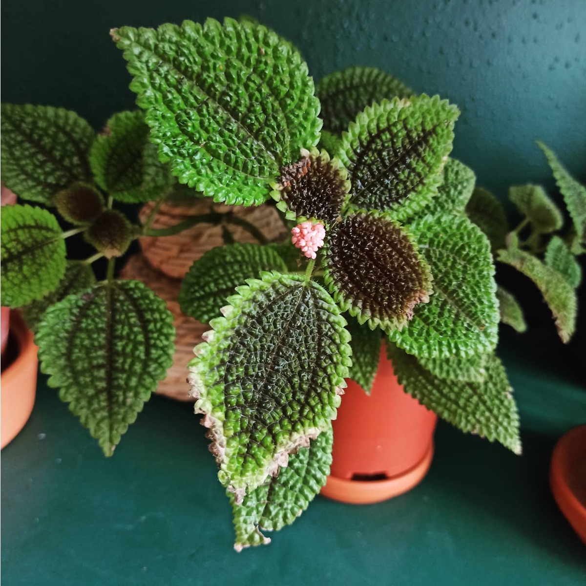 40+ Types Of Pilea Plants (With Pictures) | Houseplant Alley