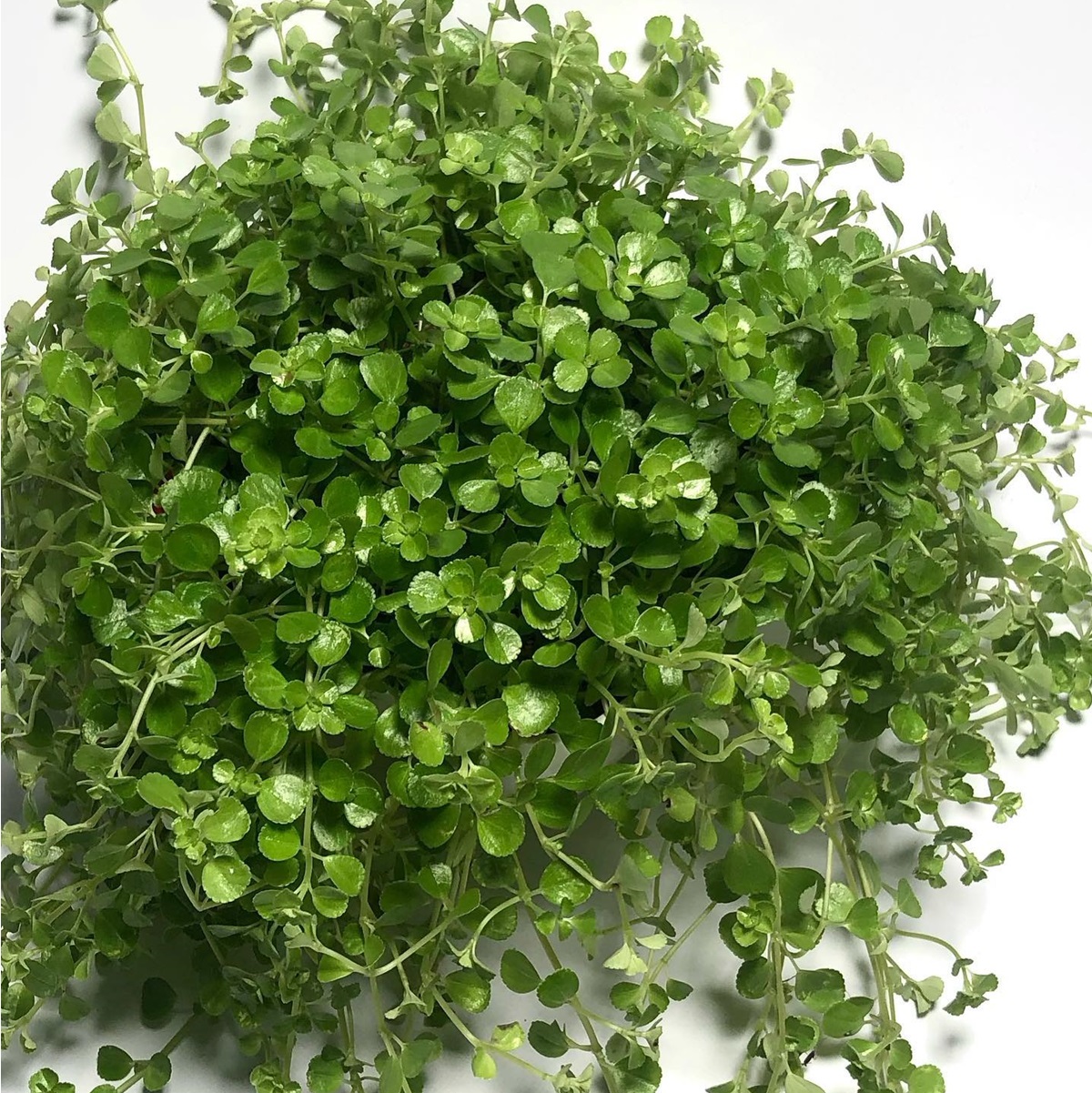 40+ Types Of Pilea Plants (With Pictures) | Houseplant Alley