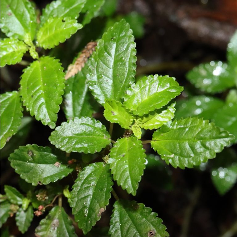 40+ Types Of Pilea Plants (With Pictures) | Houseplant Alley