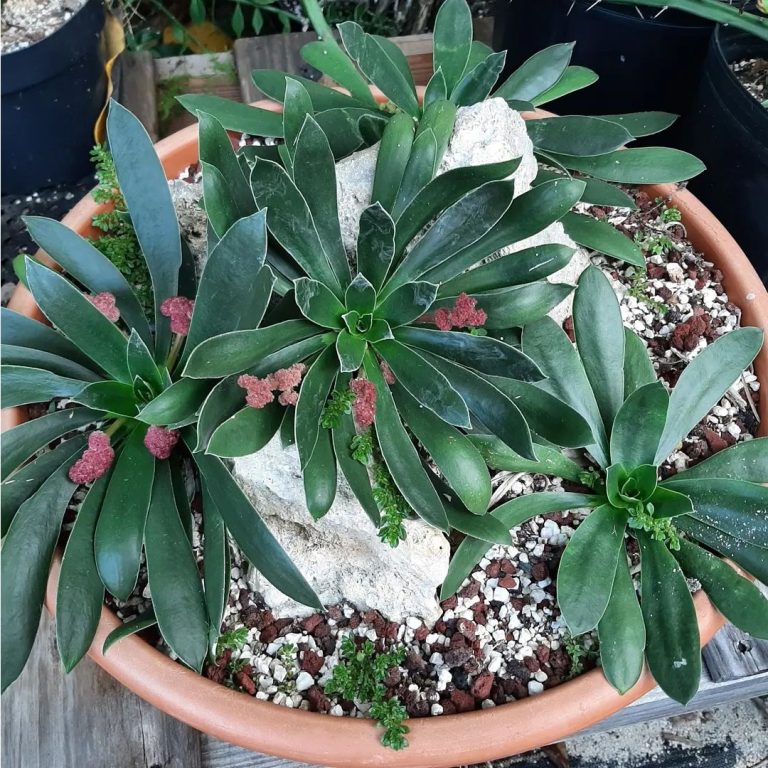 40+ Types Of Pilea Plants (With Pictures) | Houseplant Alley