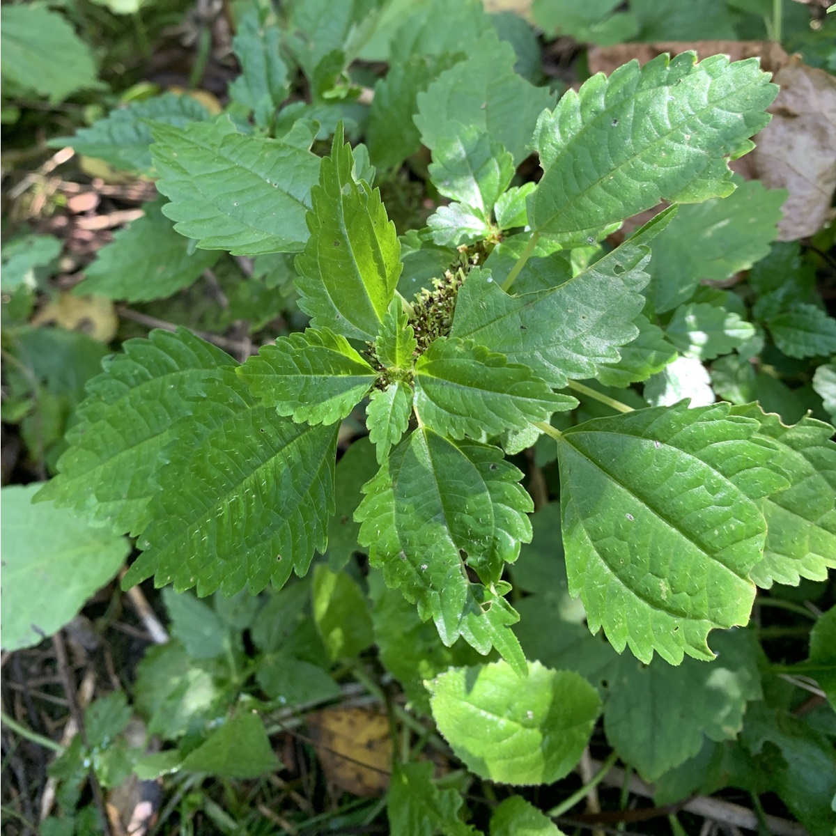 40+ Types Of Pilea Plants (With Pictures) | Houseplant Alley