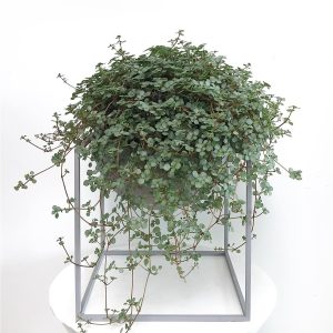 40+ Types Of Pilea Plants (With Pictures) | Houseplant Alley