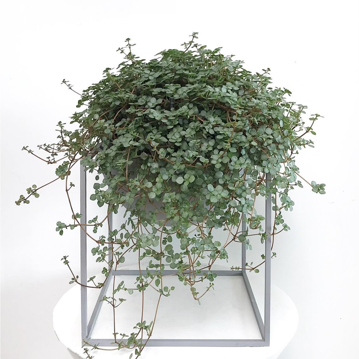 40+ Types Of Pilea Plants (With Pictures) | Houseplant Alley