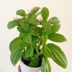 40+ Types Of Pilea Plants (With Pictures) | Houseplant Alley