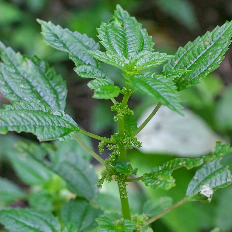 40+ Types Of Pilea Plants (With Pictures) | Houseplant Alley