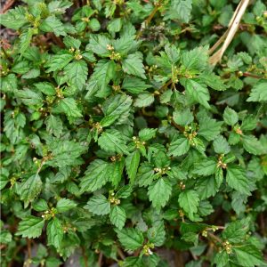 40+ Types Of Pilea Plants (With Pictures) | Houseplant Alley