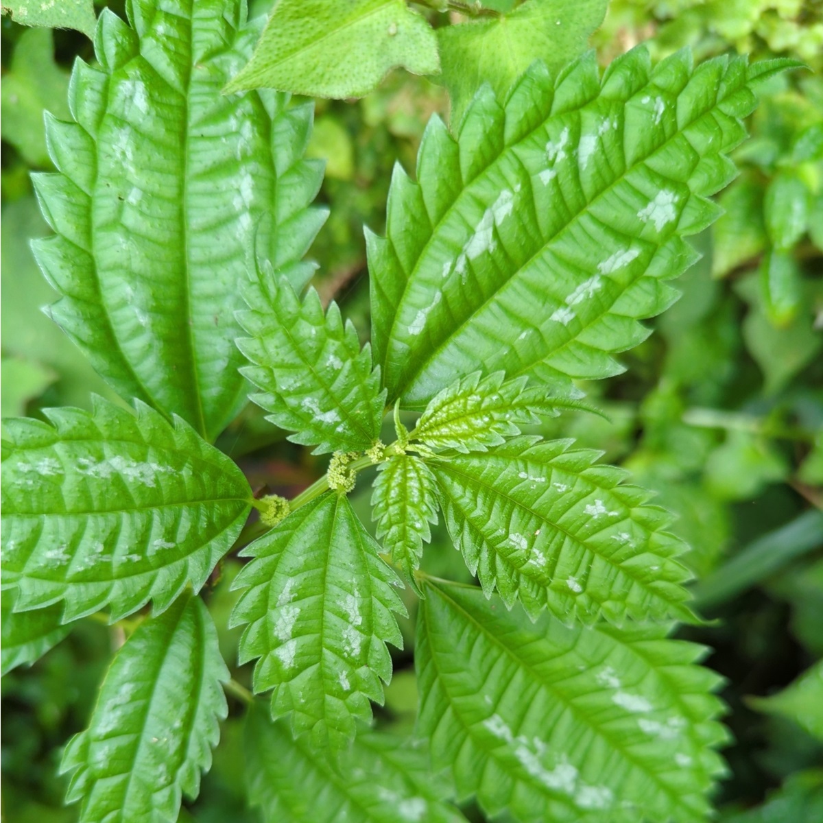 40+ Types Of Pilea Plants (With Pictures) | Houseplant Alley