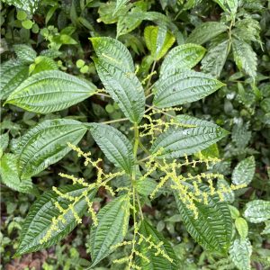 40+ Types Of Pilea Plants (With Pictures) | Houseplant Alley