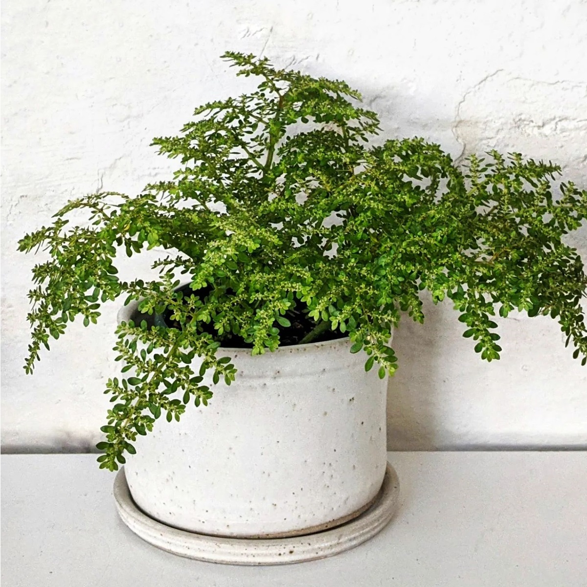 40+ Types Of Pilea Plants (With Pictures) | Houseplant Alley