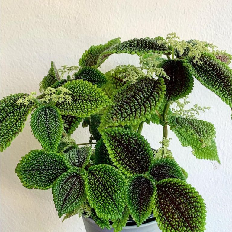 40+ Types Of Pilea Plants (With Pictures) | Houseplant Alley