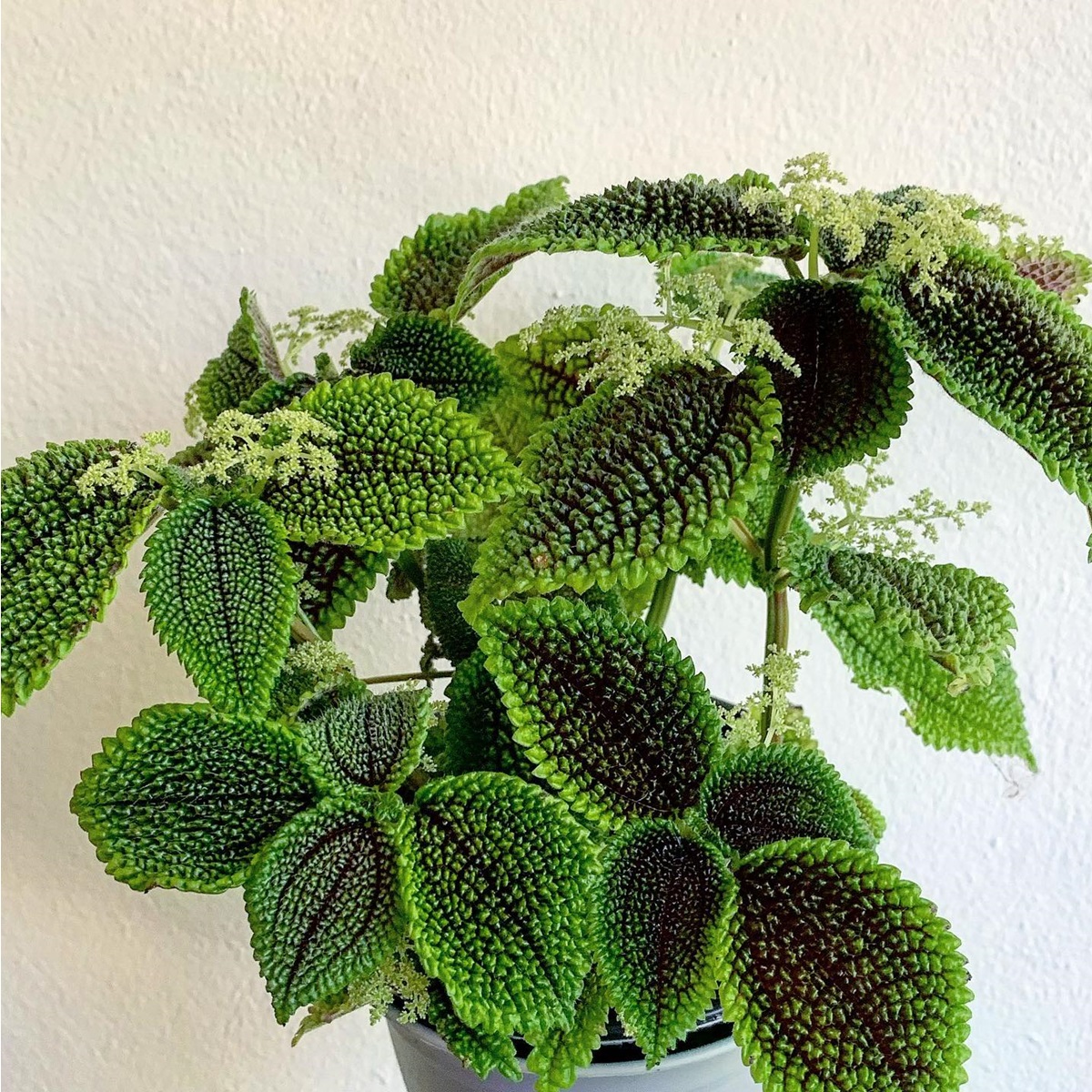 40+ Types Of Pilea Plants (With Pictures) | Houseplant Alley