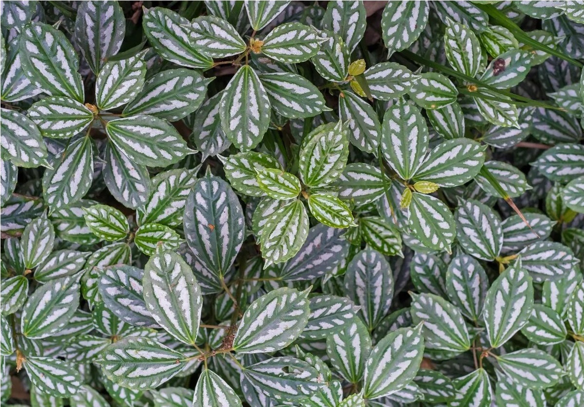 40+ Types Of Pilea Plants (With Pictures) | Houseplant Alley