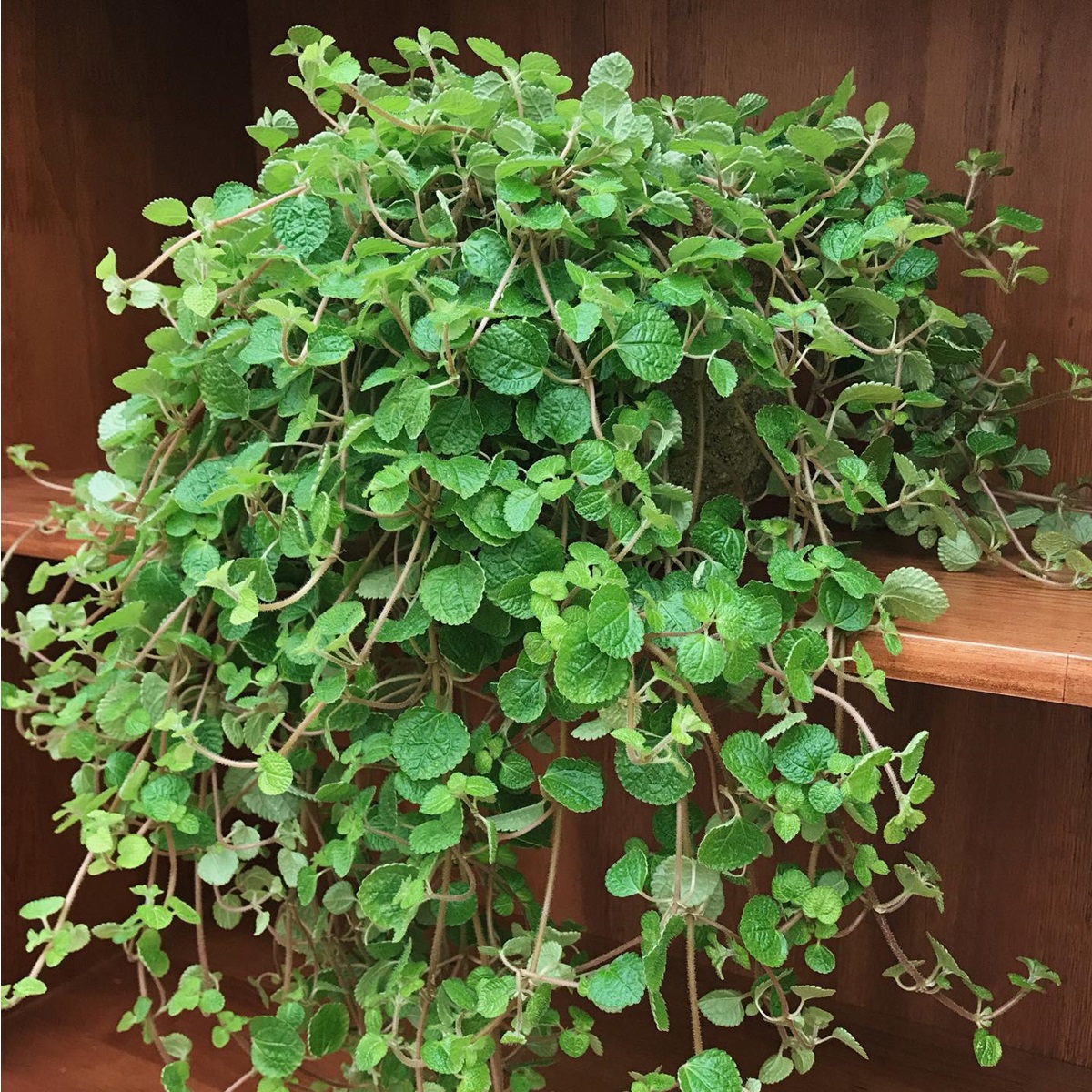 40+ Types Of Pilea Plants (With Pictures) | Houseplant Alley