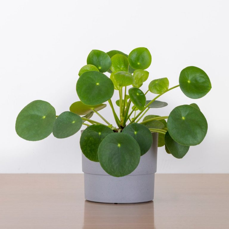 40+ Types Of Pilea Plants (With Pictures) | Houseplant Alley