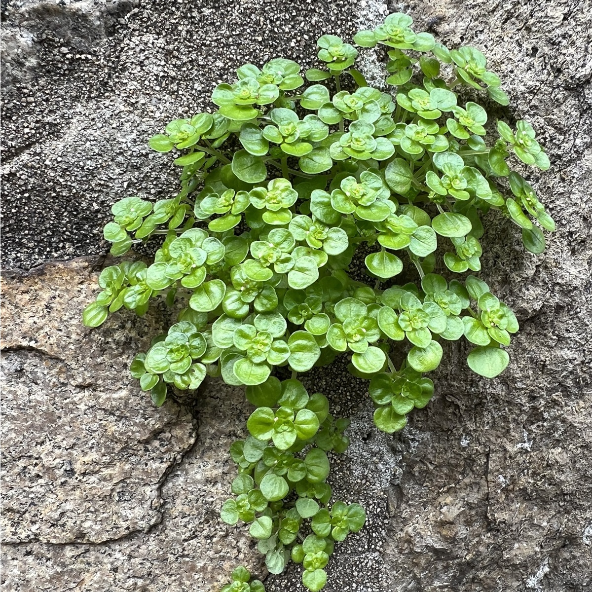 40+ Types Of Pilea Plants (With Pictures) | Houseplant Alley