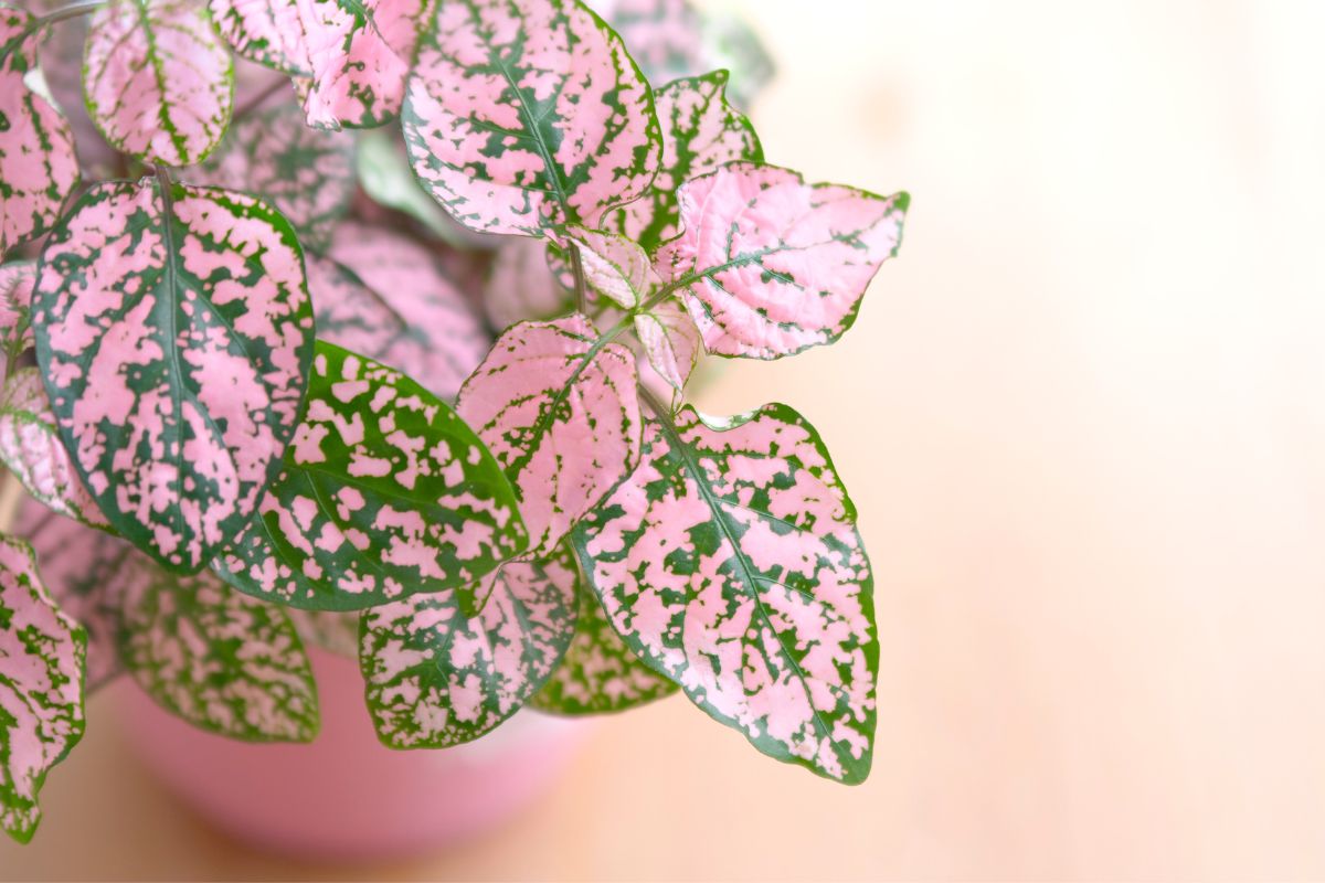 45 Perfect Plants For Open Terrarium | Houseplant Alley