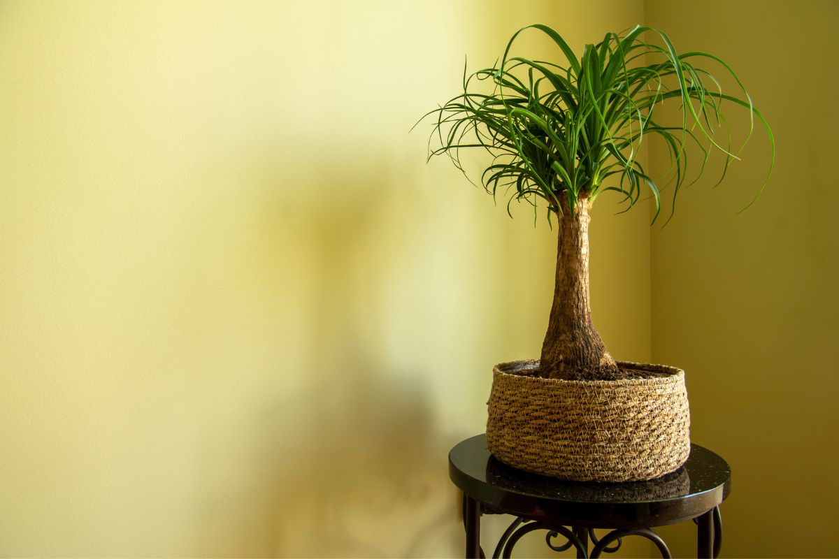 Are Palm Plants Toxic To Cats? (21 Types Of Palm) | Houseplant Alley