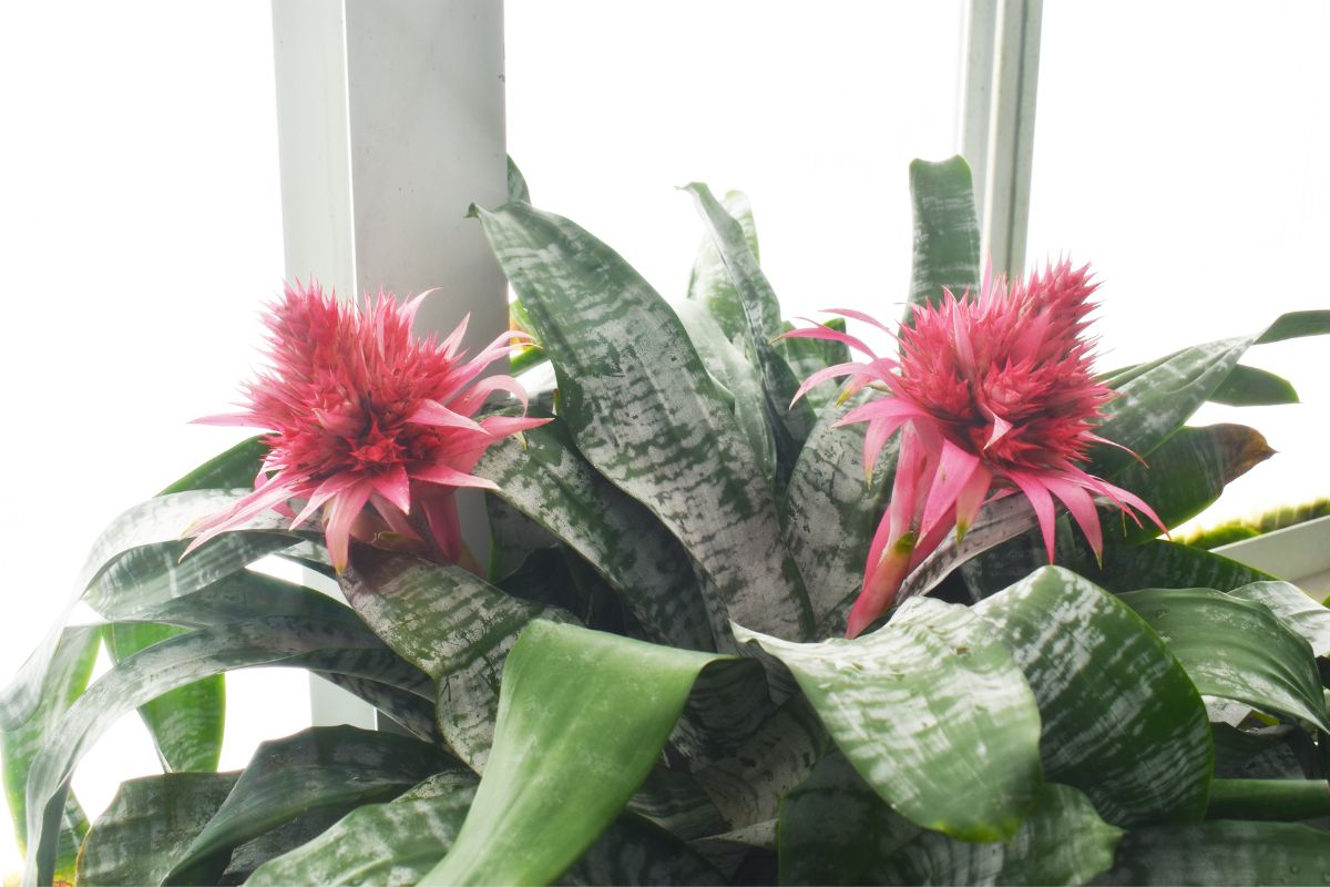 45 Perfect Plants For Open Terrarium | Houseplant Alley