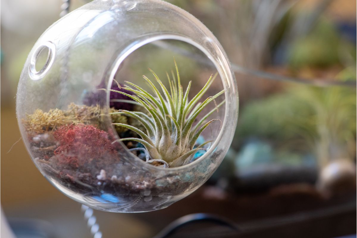 45 Perfect Plants For Open Terrarium | Houseplant Alley