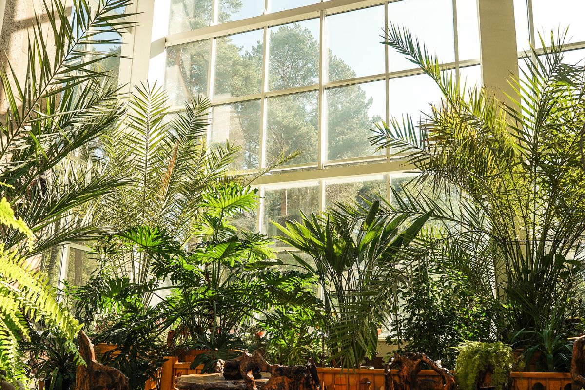 Are Palm Plants Toxic To Cats? (21 Types Of Palm) | Houseplant Alley