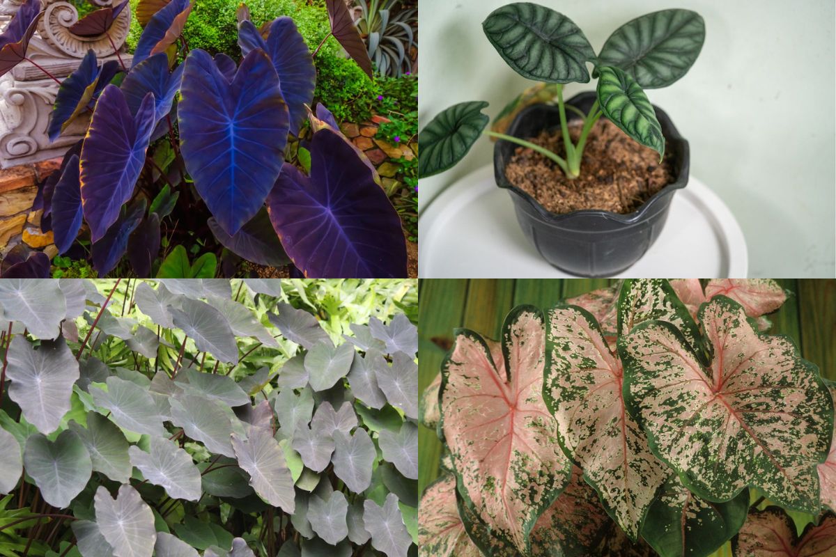4 Different Elephant Ear Plants And How To Grow Them | Houseplant Alley