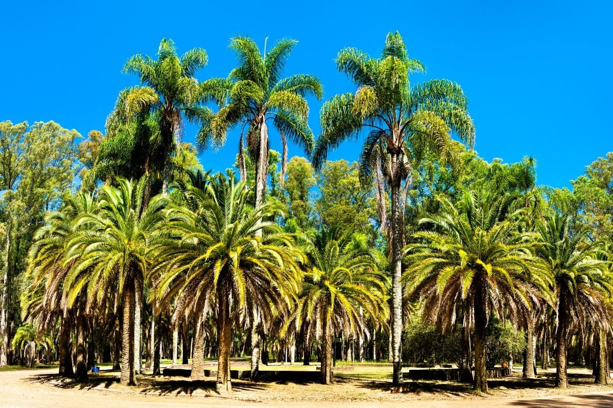 How Long Does It Take For Palm Trees To Grow? | Houseplant Alley