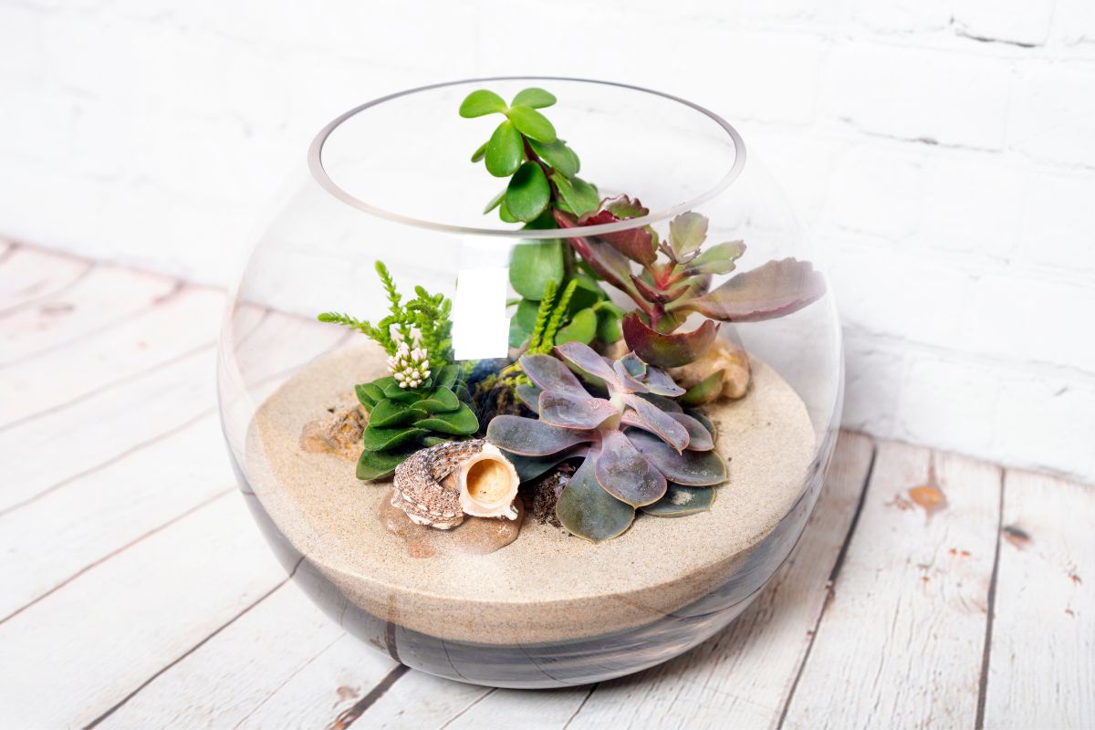 45 Perfect Plants For Open Terrarium | Houseplant Alley