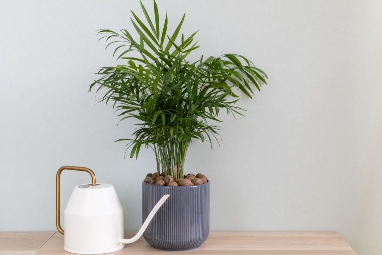 Are Palm Plants Toxic To Cats? (21 Types Of Palm) | Houseplant Alley