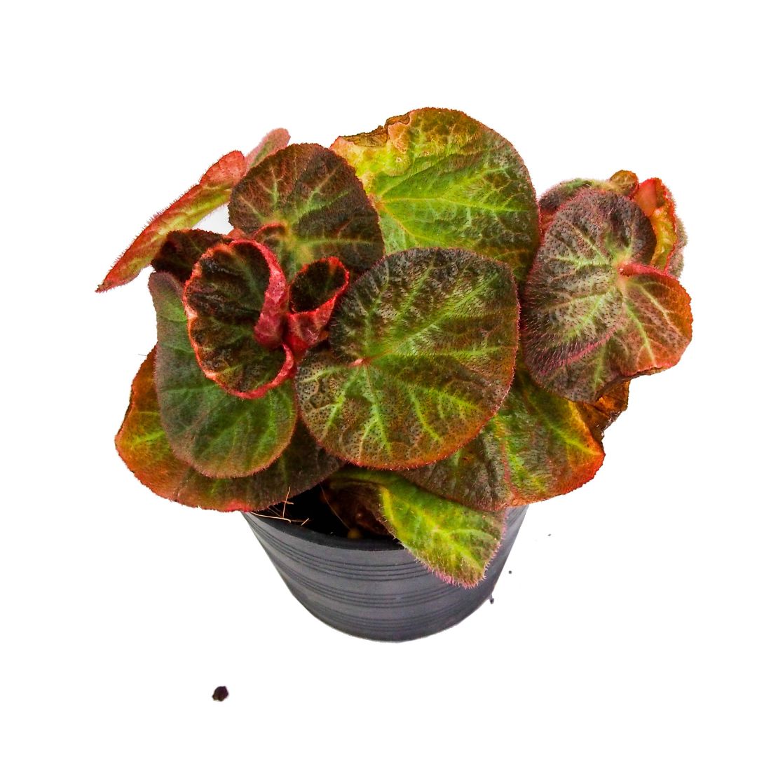 45 Perfect Plants For Open Terrarium | Houseplant Alley