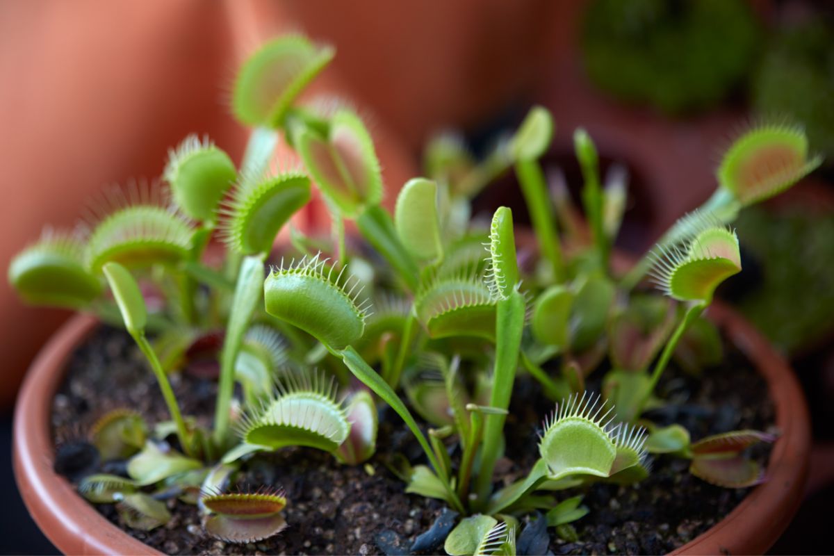 How To Make A Venus Flytrap Grow Big | Houseplant Alley